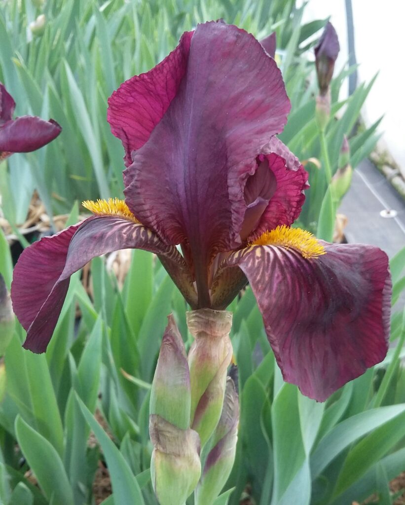 Vamp | iris barbata media, Iris barbata media Mittelhohe Schwertlilie ...